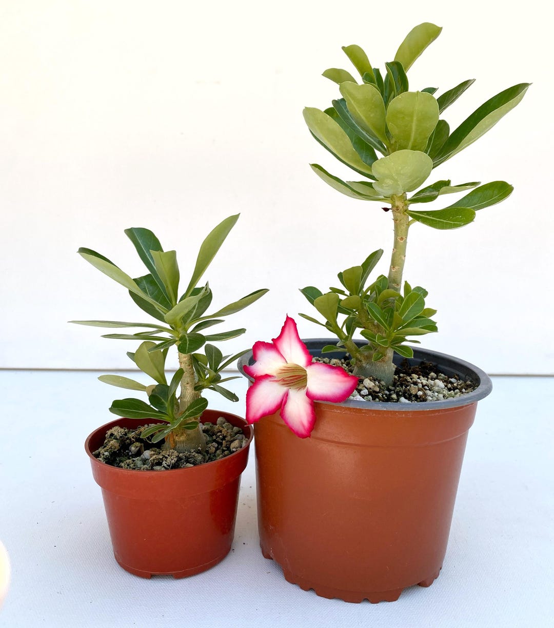 Adenium Obesum Picotee – Desert Rose (red & White Bicolor) – Grown in ...