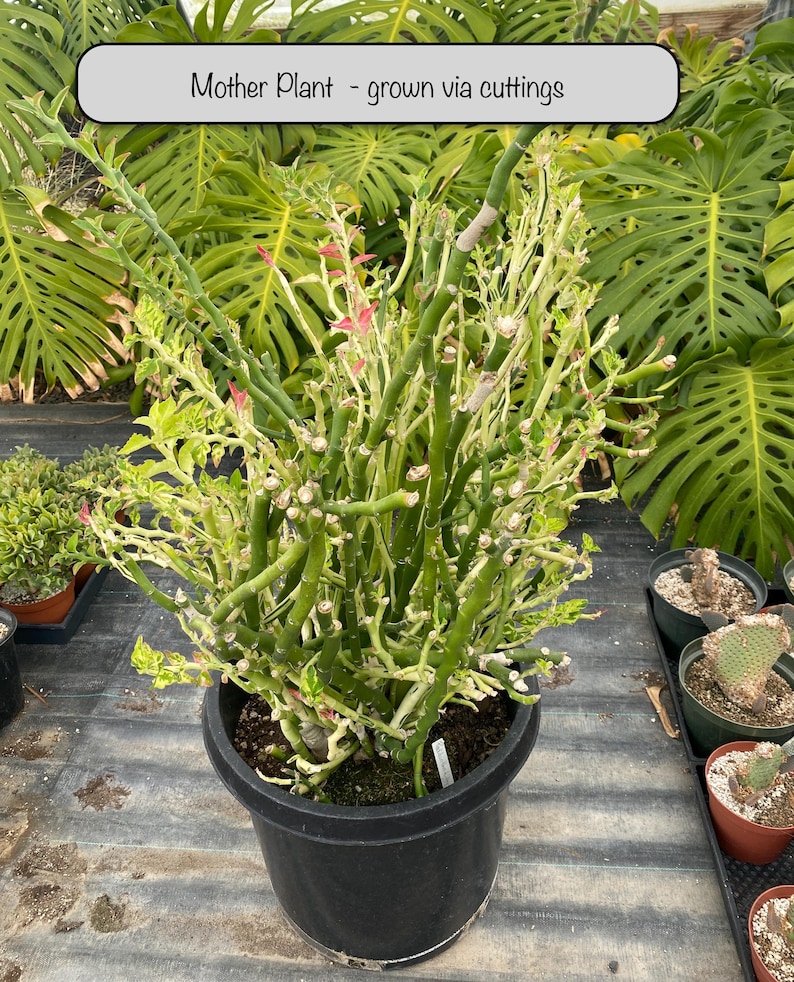 Devil’s Backbone (variegated Form) – Pedilanthus Tithymaloides - Grown ...