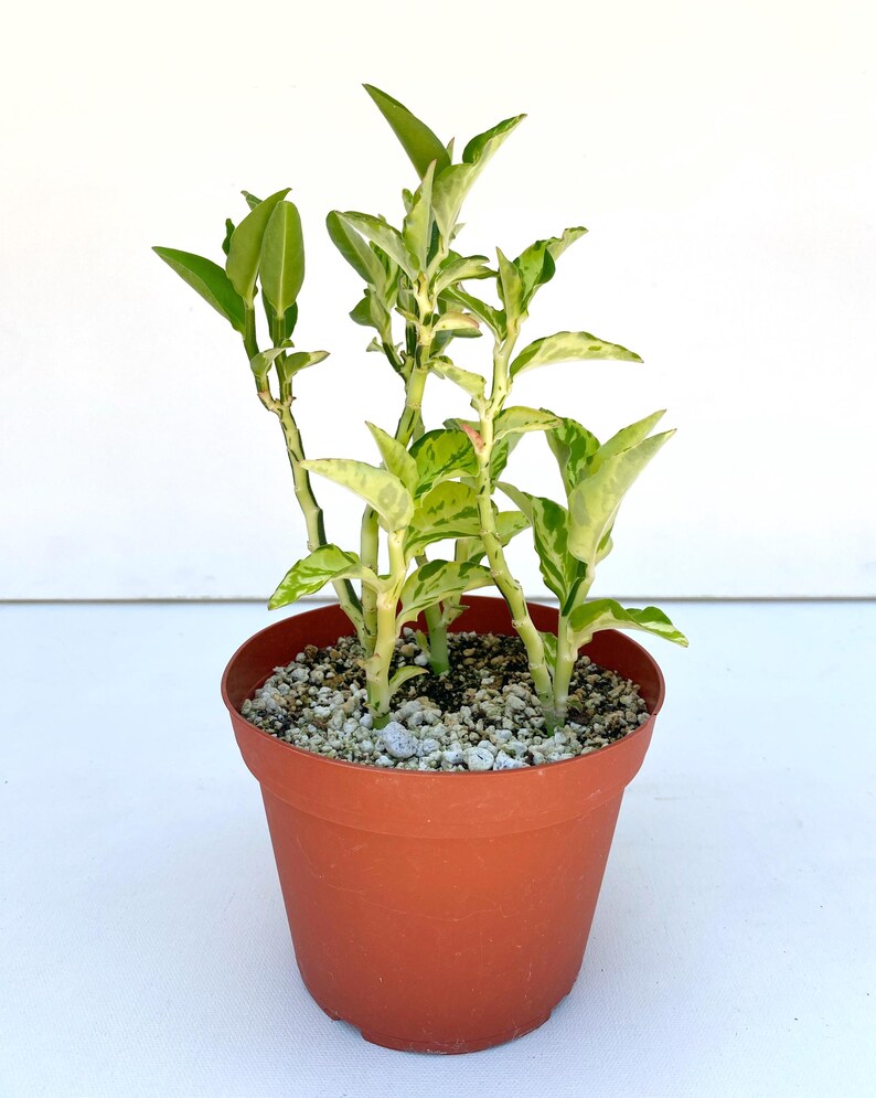 Devil’s Backbone (variegated Form) – Pedilanthus Tithymaloides - Grown ...