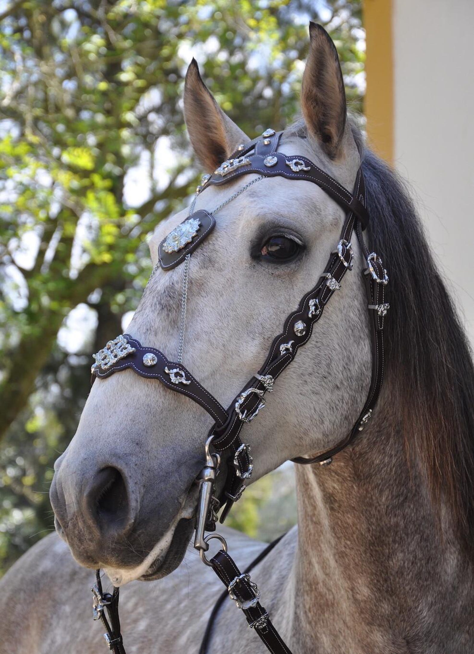 Fancy Horse Bridle With Reins and Breastplate Premium Quality Cowhide ...