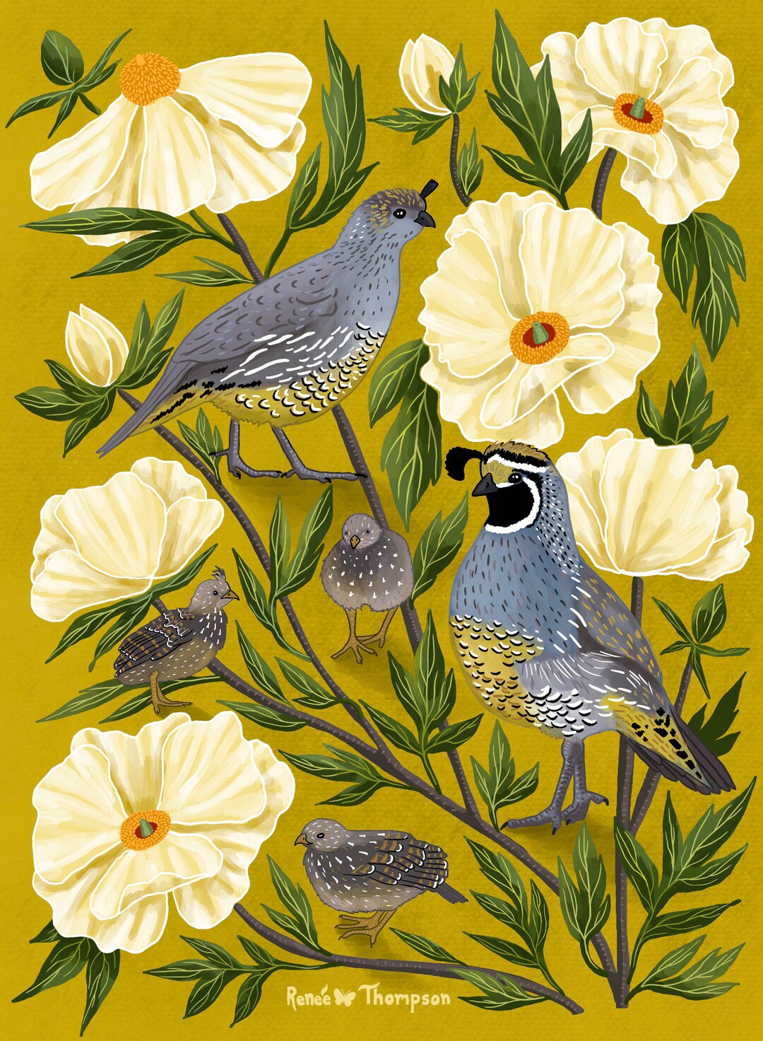 Quail and Matilija Poppies PRINT - Wildlife Wall Art, Quail Art Print ...