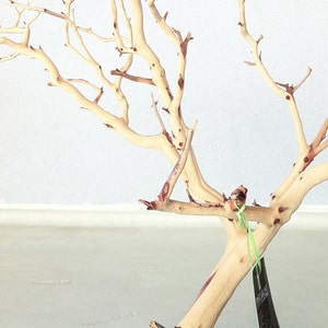24 Natural Jewelry Tree With Natural Box/ Jewelry Organizer - Etsy