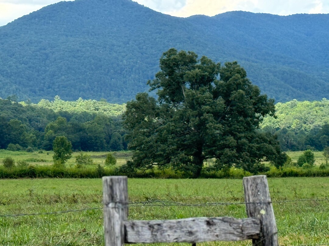 Cades Cove Tree - Etsy