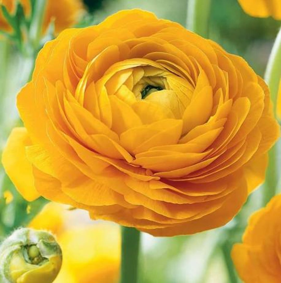 25 Yellow Ranunculus Bulbs Live for Planting, Yellow Buttercup Bulbs ...