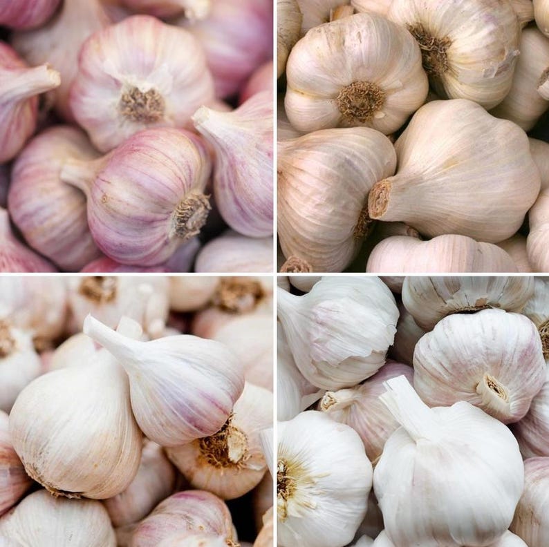 4 Mixed Garlic Bulbs for Planting and Gardening, Hardneck Garlic Tubers ...