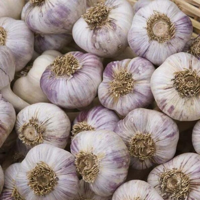 4 Mixed Garlic Bulbs for Planting and Gardening, Hardneck Garlic Tubers ...