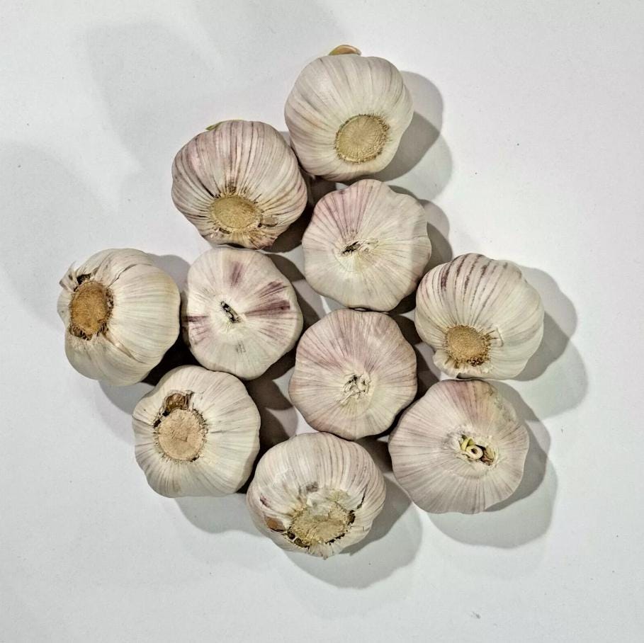 4 Mixed Garlic Bulbs for Planting and Gardening, Hardneck Garlic Tubers ...