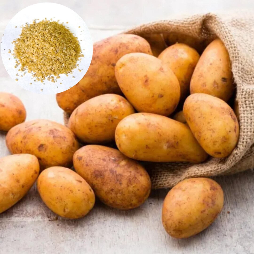 210 Ruset Potato Seeds Live for Planting, Idaho Potatoes Seeds Heirloom ...