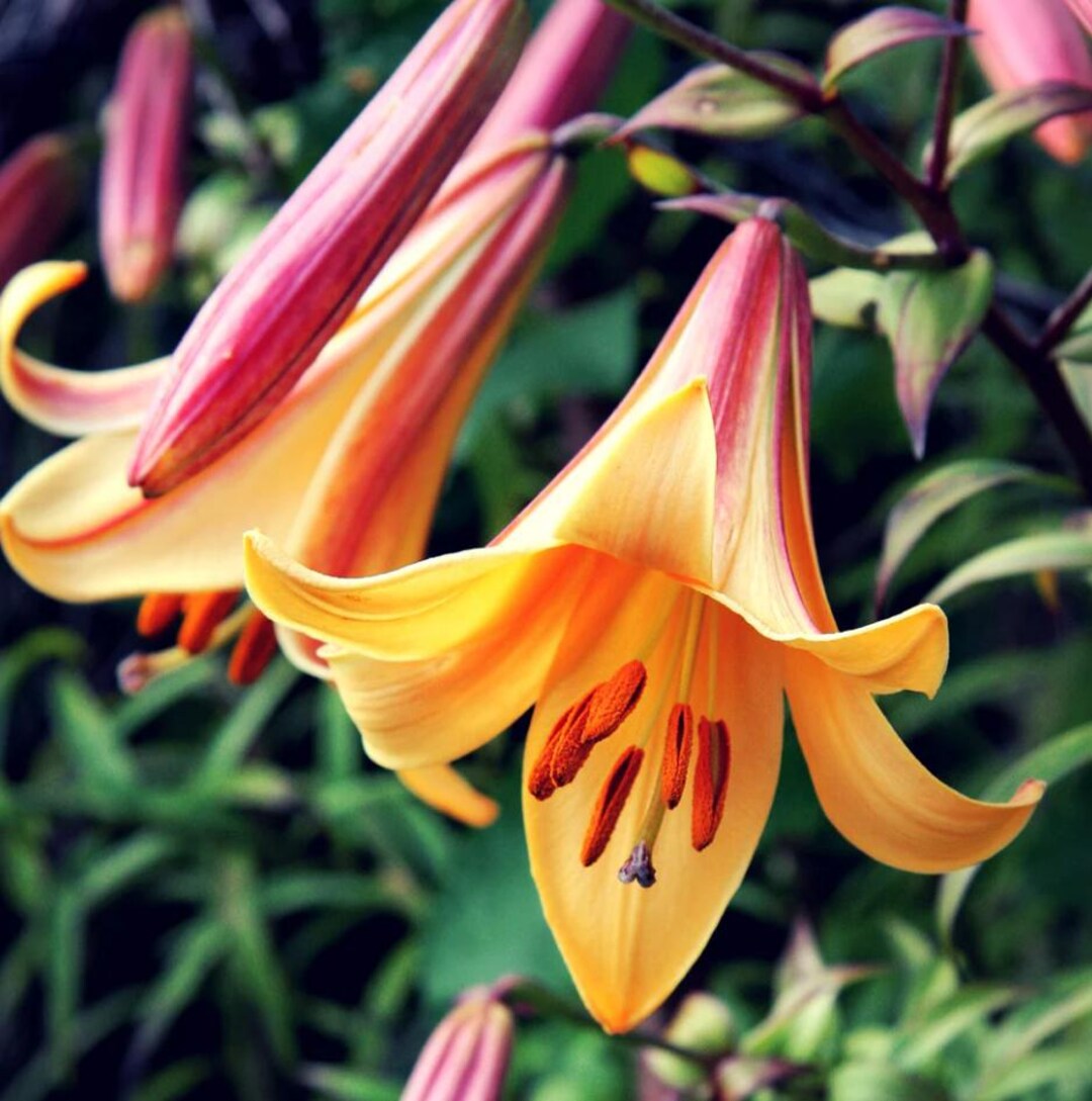 2 Giant Bulbs Lily Trumpet African Queen Lily Live for Planting, Yellow ...