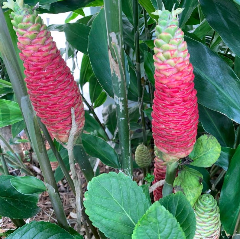 Pack 15 Hawaiian Awapuhi Shampoo Ginger Rhizomes Pinecone Ginger Red ...