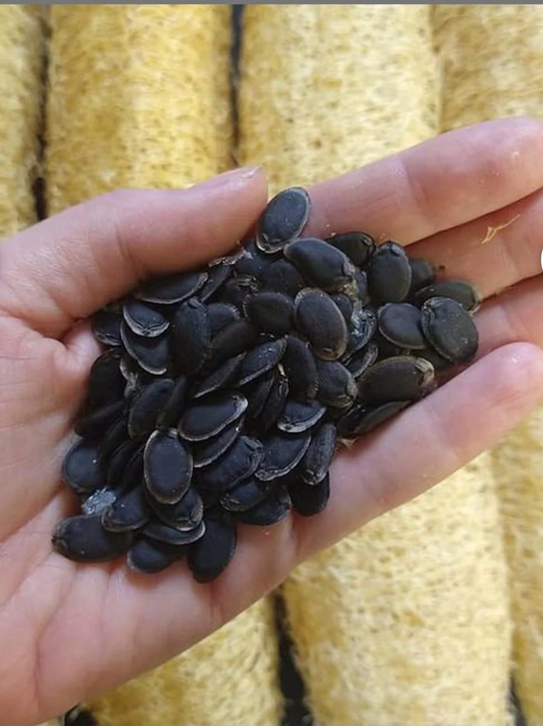 50 Loofah Seeds - Etsy