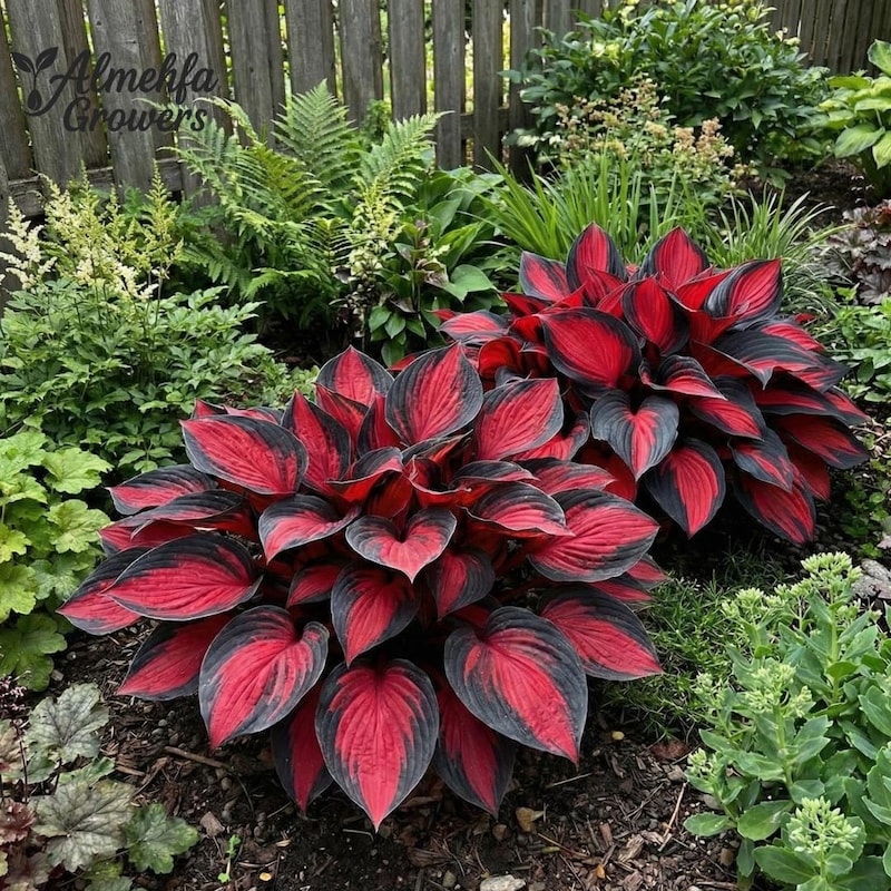 Black and Red Hosta Plants - Etsy