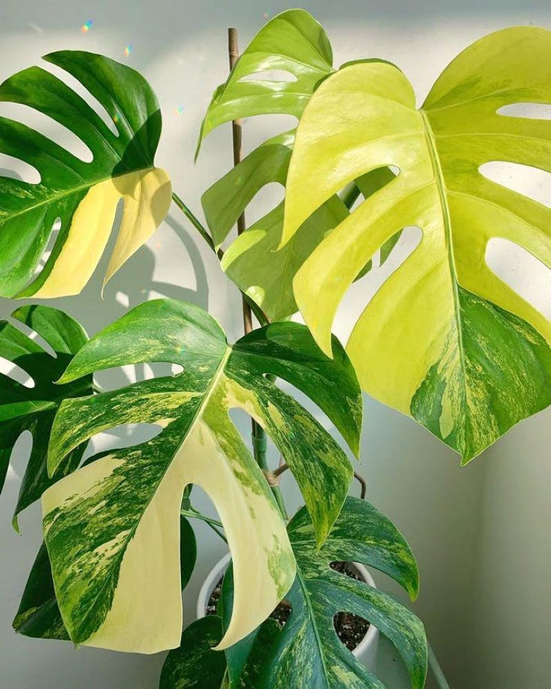 Monstera Deliciosa Electrolight Variegated Corms, rzadka roślina ...
