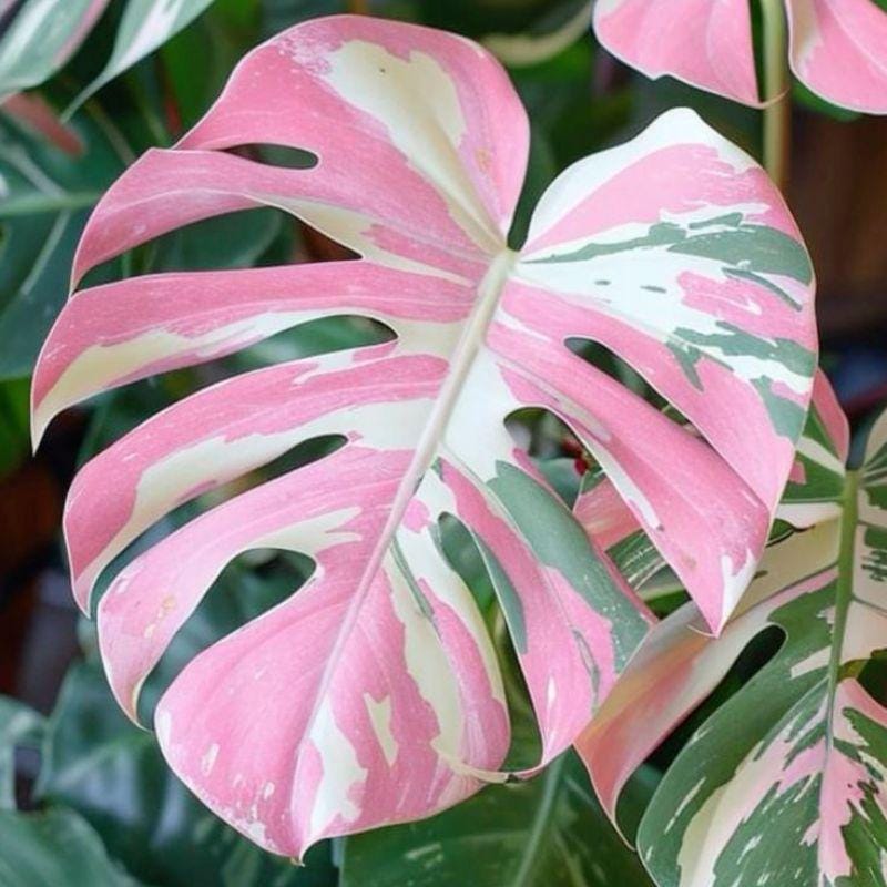 King Von Sagging - Etsy Canada