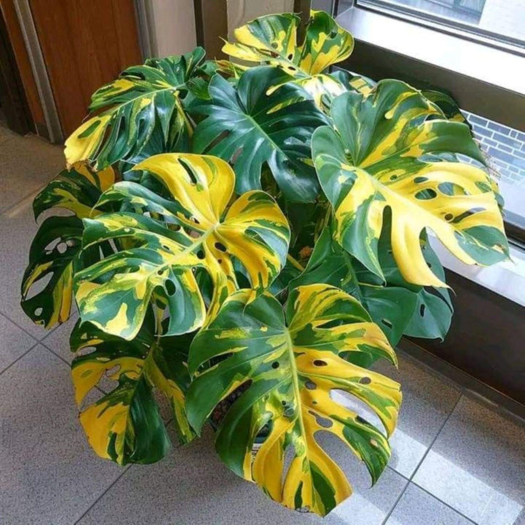Monstera Deliciosa Electrolight Variegated Corms, rzadka roślina ...