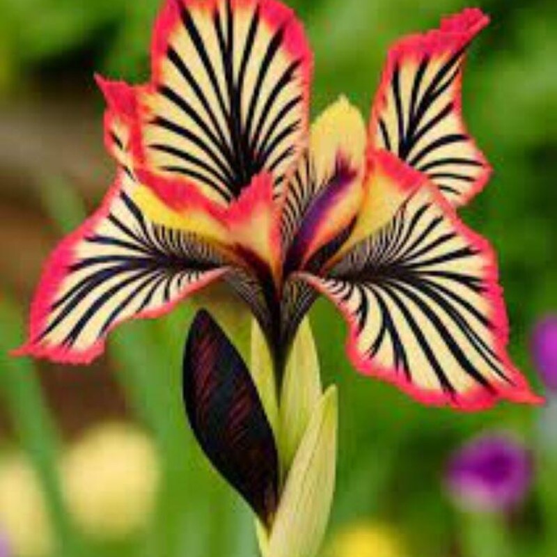 Blue Light Travelodge Discount - Etsy Canada