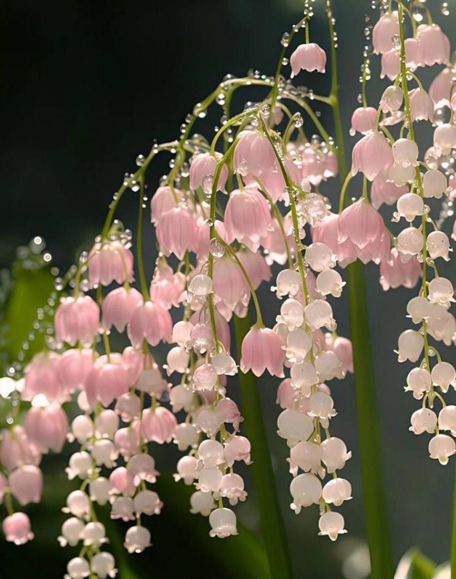 Lily of the Valley Seeds, 50-100 Pcs Convallaria Majalis Fresh Seeds ...