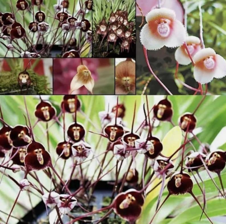 Monkey Face Flowers, Orchid Species Monkey Face Orchid Seeds About 50 ...