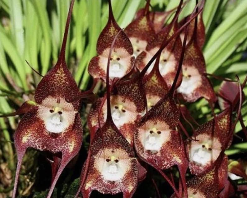 Monkey Face Flowers, Orchid Species Monkey Face Orchid Seeds About 50 ...