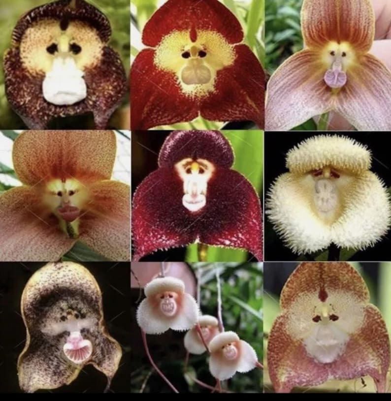Monkey Face Flowers, Orchid Species Monkey Face Orchid Seeds About 50 ...