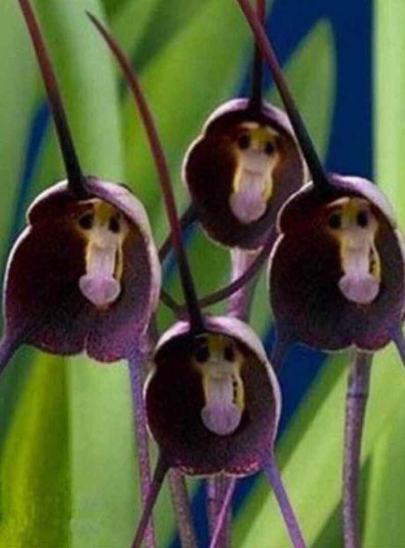 Monkey Face Flowers, Orchid Species Monkey Face Orchid Seeds About 50 ...