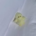 Crochet Baby Chick PDF Pattern | Crochet Amigurumi Plush Fur Chick - Etsy
