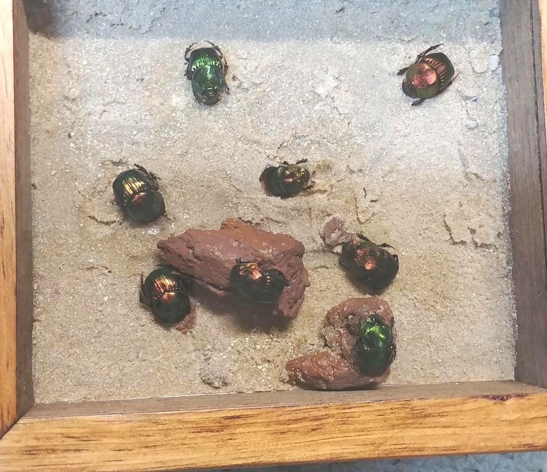 Phanaeus Mexicanus Demon Shadowbox Diorama Tedfreywallart Real Dung ...