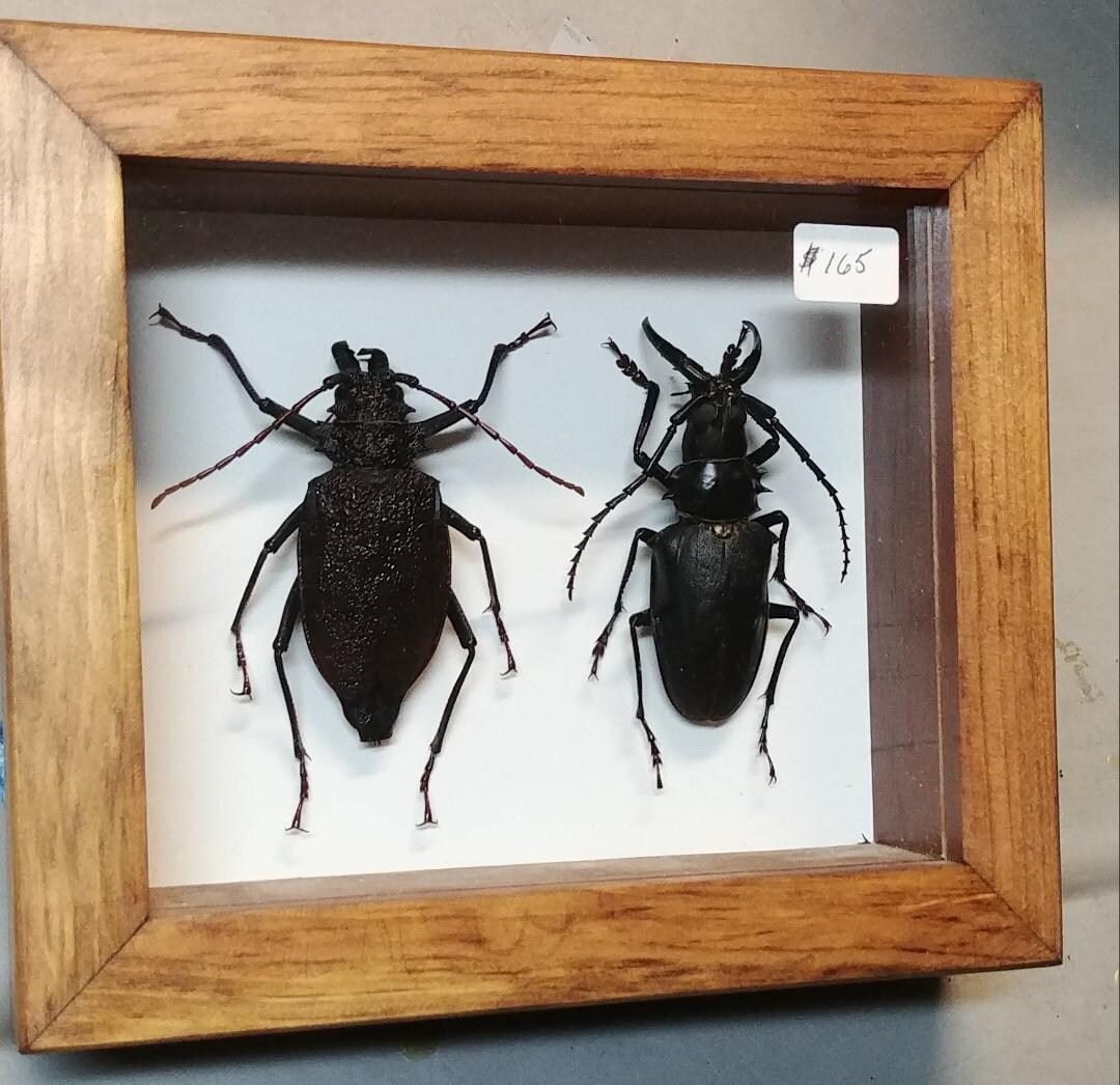 Cerambycidae Real Insect Taxidermy Psalidognathus Dorysthenes Mounted ...