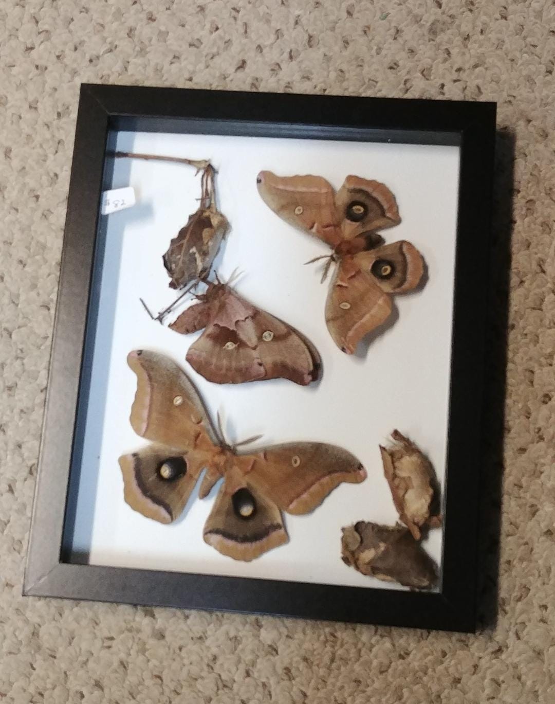 Saturnidae Antheraea Polyphemus Female Calling Males Cocoons Added ...