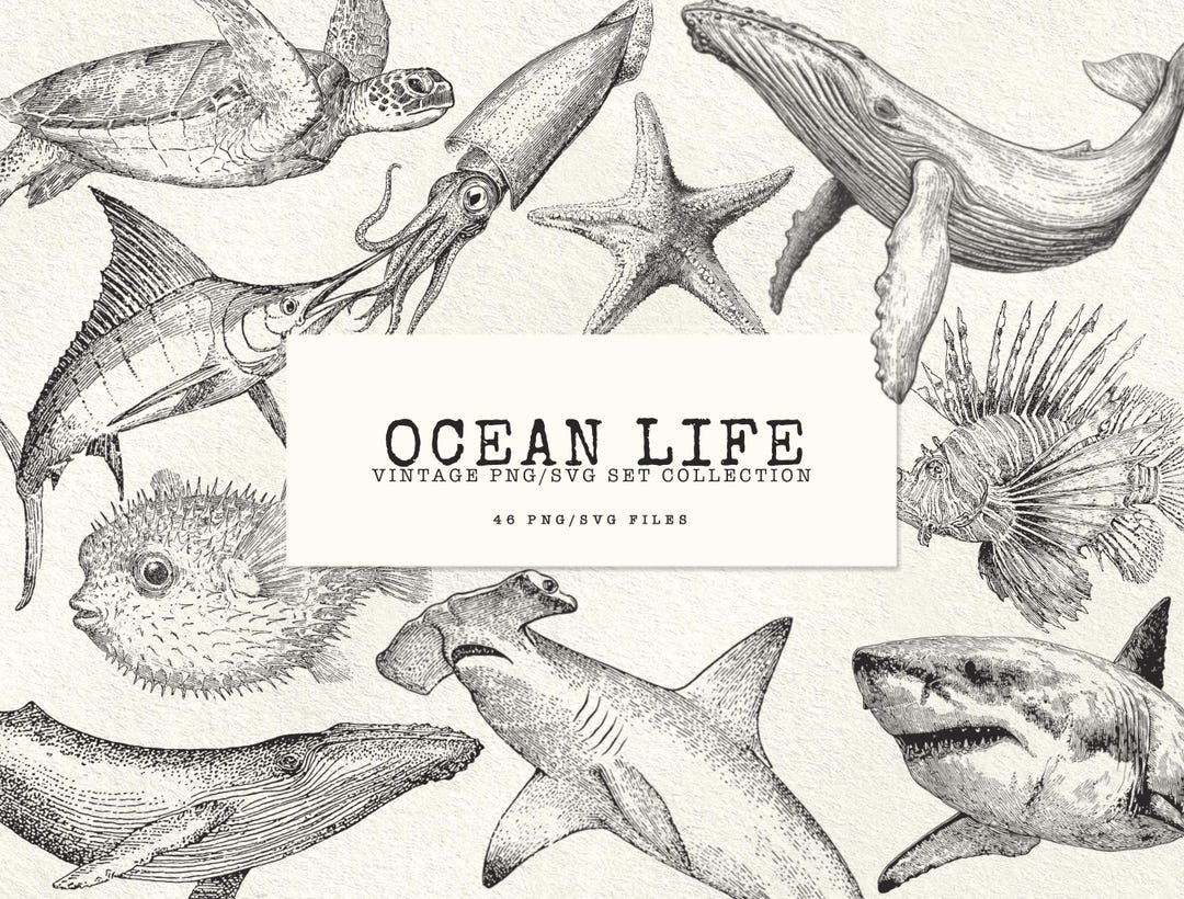 Ocean Animal Clipart PNG SVG Bundle Vintage Marine Life Illustration ...