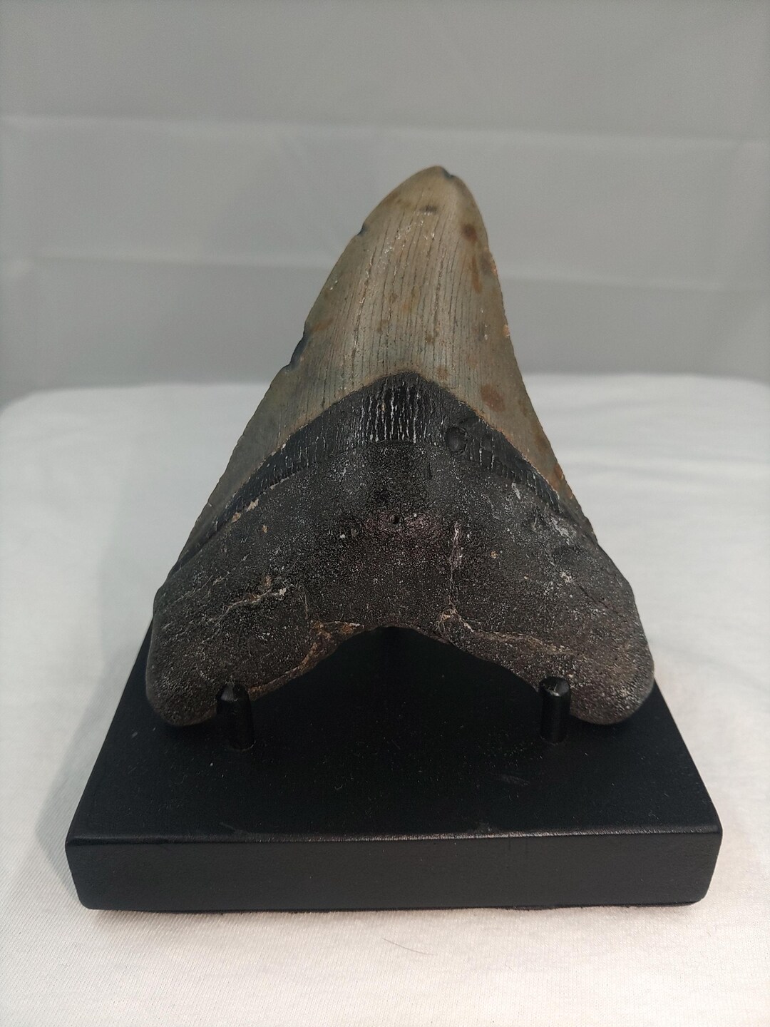 4.53" Megalodon Tooth - Etsy