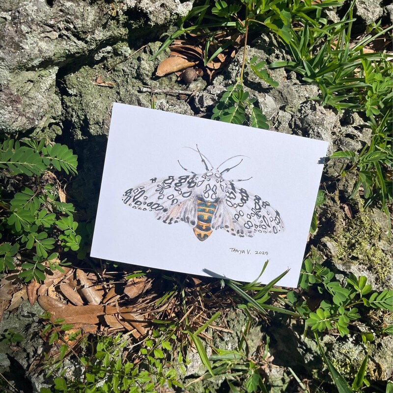 Leopard Moth - Etsy