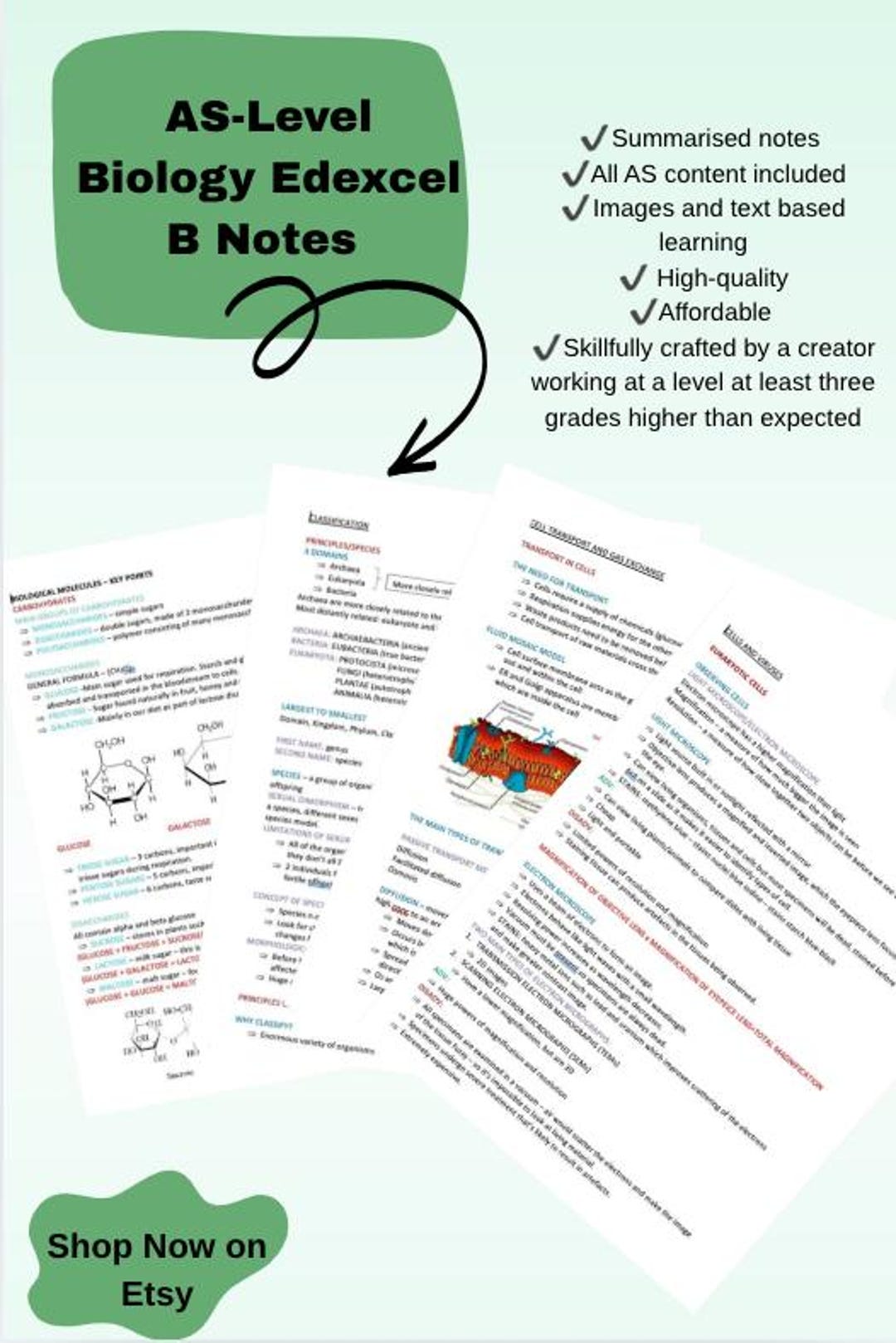 Biology As-level Edexcel B Summary Notes (topics 1, 2, 3 and 4) - Etsy