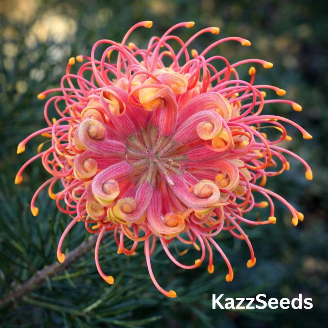 Purple Passion Bee Flower Seeds, Tennessee Sourced, Pollinator Friendly ...