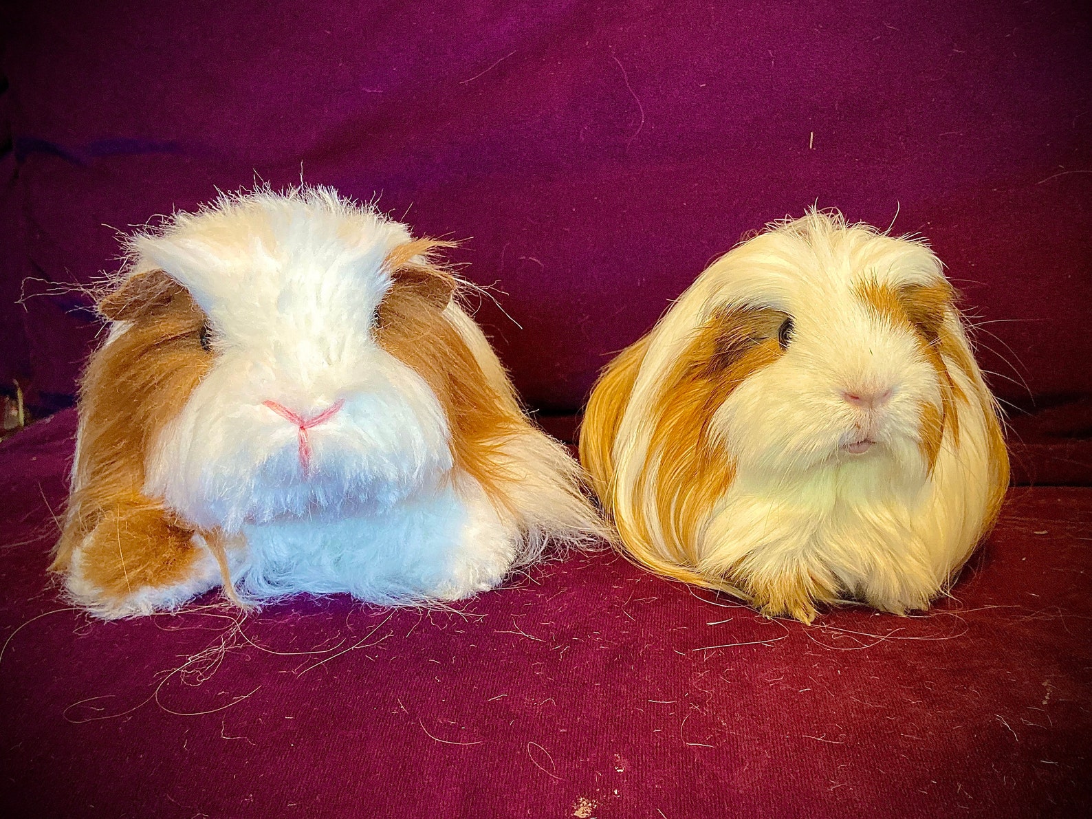 Custom Guinea Pig Stuffed Animal Pet Replica - Etsy