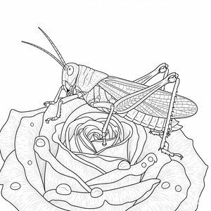 4 Insects and Botanical Coloring Pages - Etsy