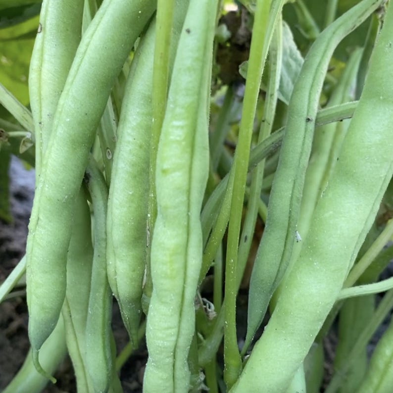 100 Bush Green Bean Seeds / 2025 New Seeds / 无架四季豆最新种子 - Etsy