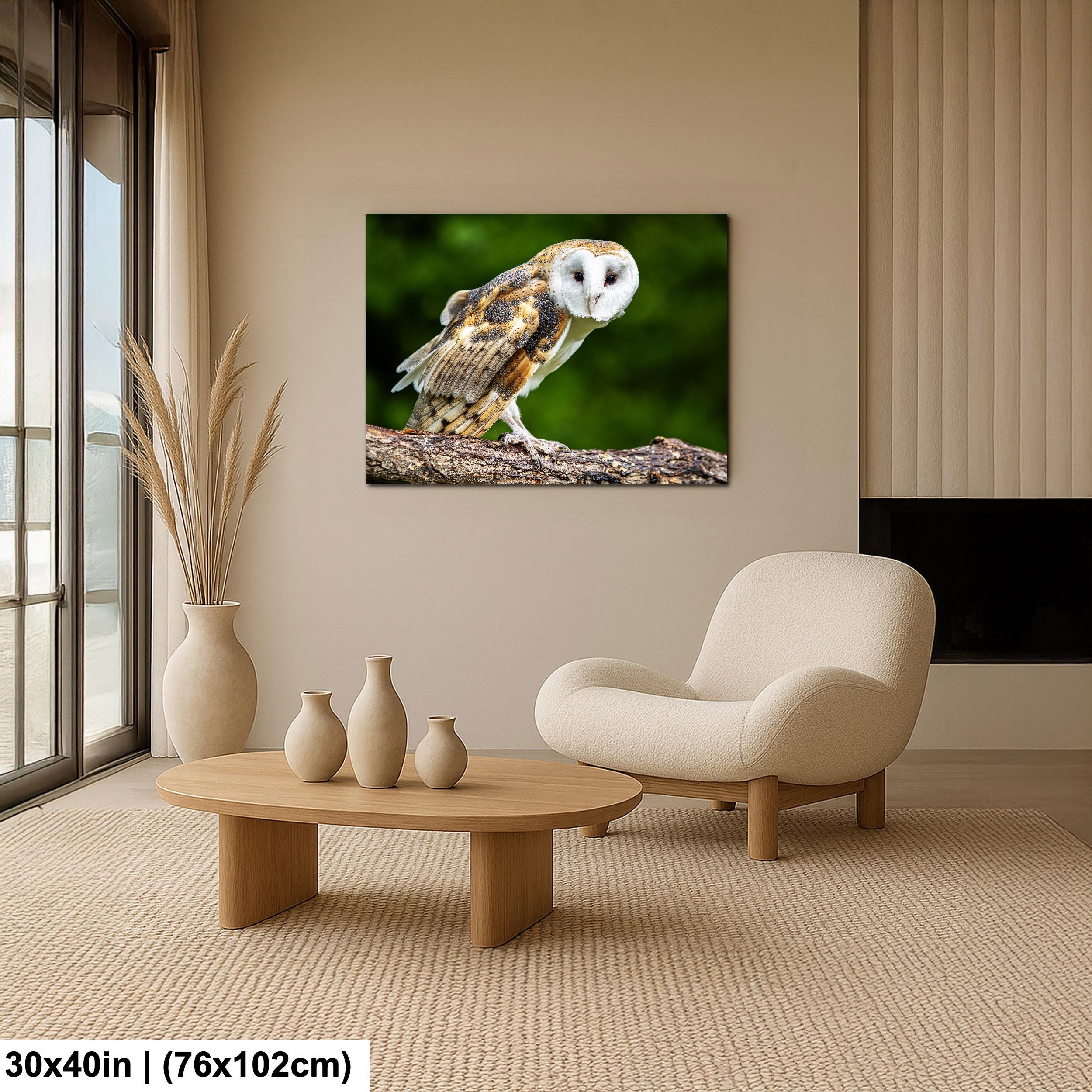 Barn Owl Wall Art: Calm Wildlife Photo, Rustic Nature Decor - Etsy