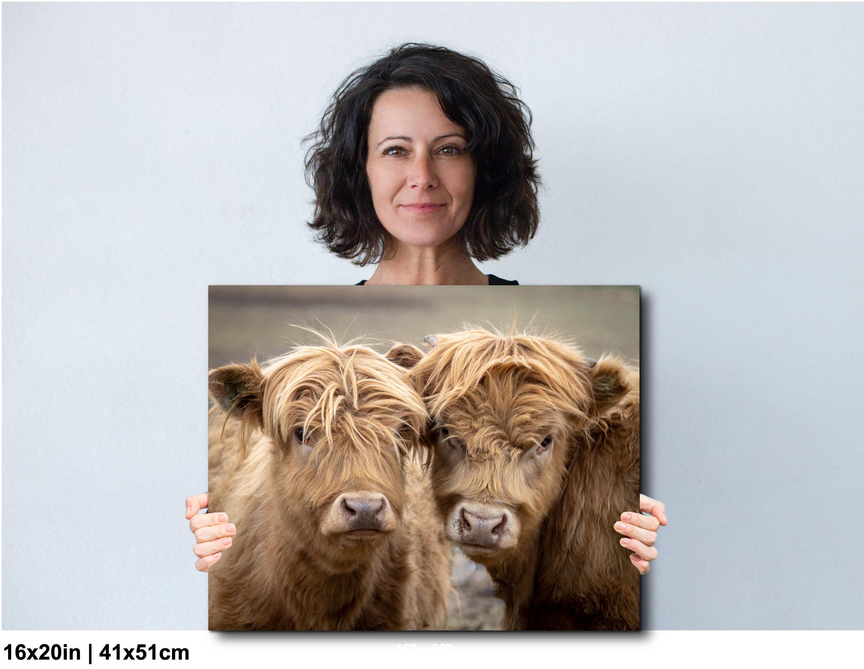 Highland Cow Photo Print, Rustic Farmhouse Ready to Hang Wall Decor - Etsy