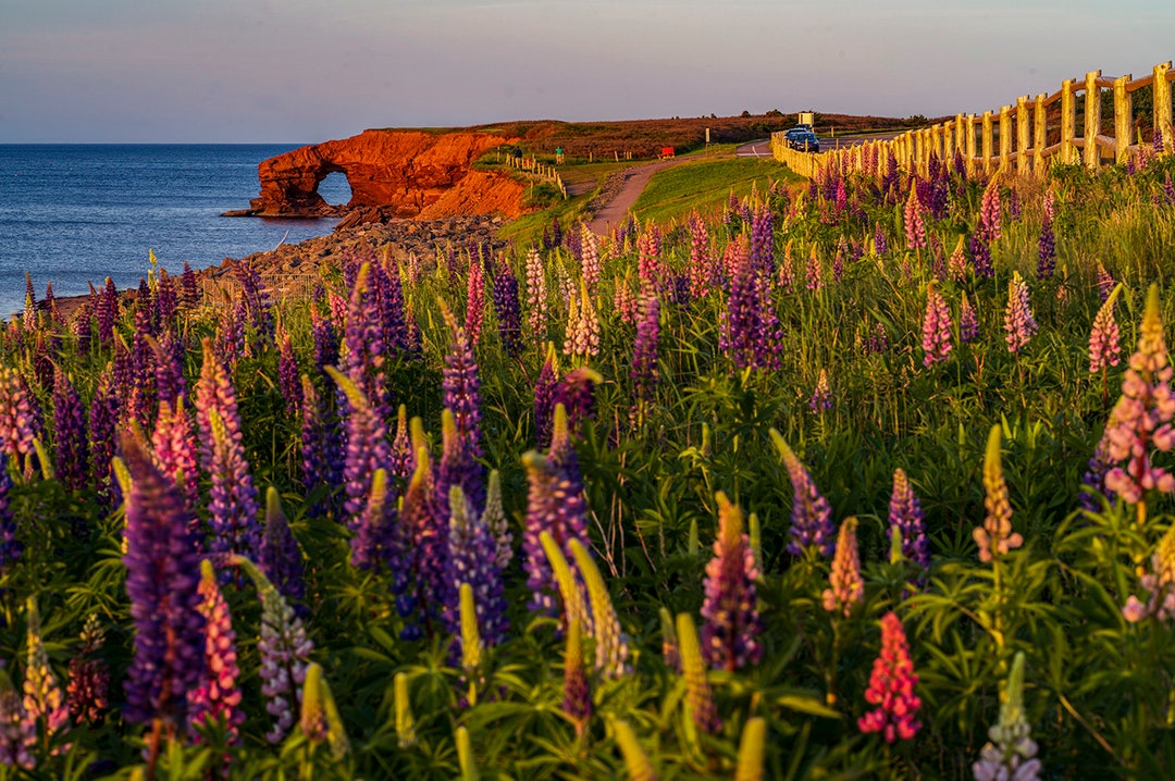 PEI Sunset Print: Lupin Sea Arch, Prince Edward Island National Park - Etsy