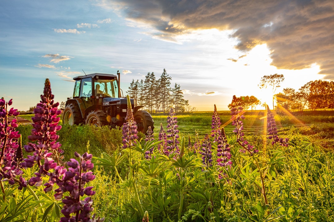 Prince Edward Island Farming Field W Lupins Sunset: 5x7 Farming Photo ...