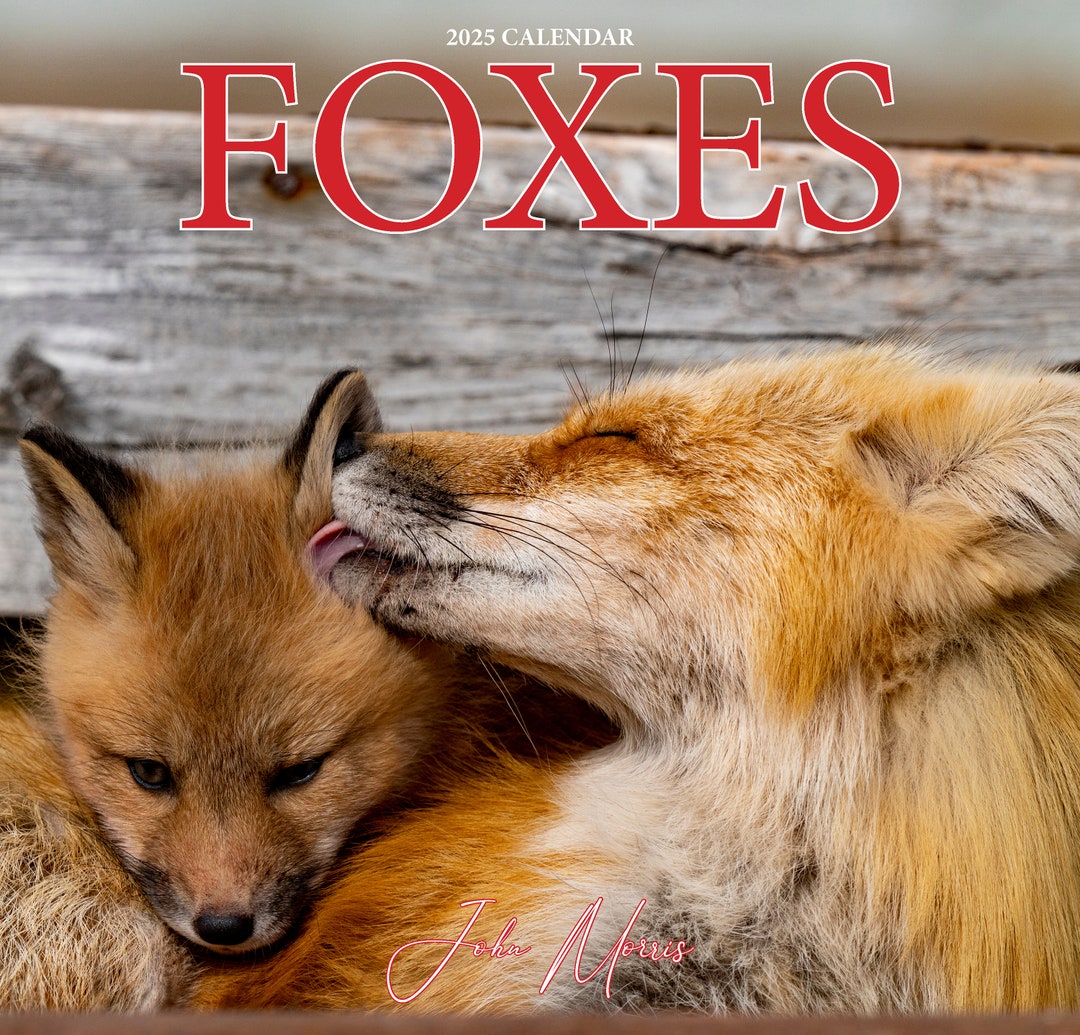 2025 Large Canadian Fox Wall Calendar, 12x11.5", Calendar, Fox, Foxes ...