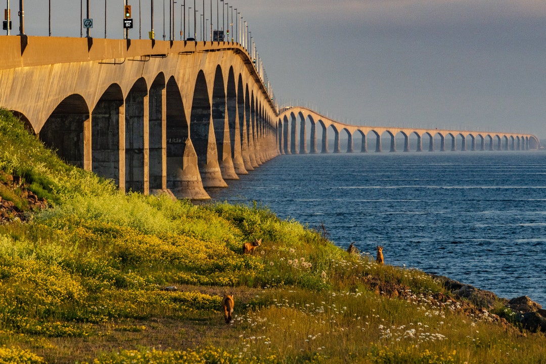 Fox Family & Confederation Bridge, PEI: 12x16 Mounted Canvas Print - Etsy