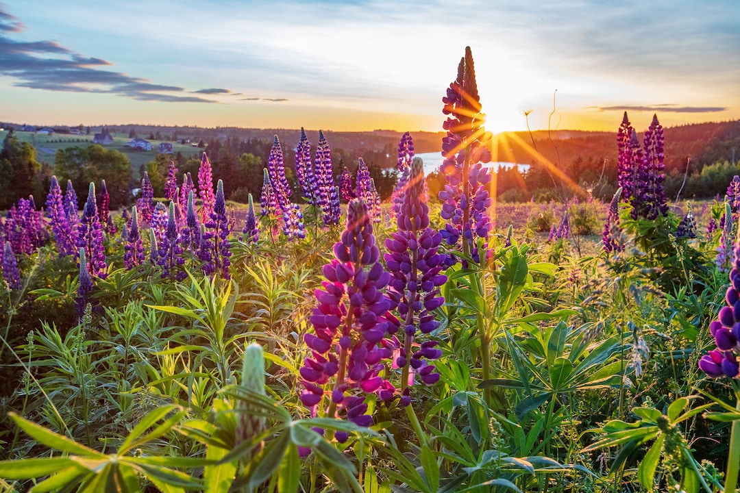 Lupin Sunset Over a Gorgeous Field, a PEI Print, Prince Edward Island ...