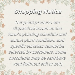 48 Live Mix Assortment Succulent — Indoor and Outdoor Succulents for ...