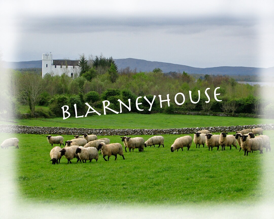 Lovely 8 X 10 Photo of GRAZING SHEEP in A Rock Walled Pasture With A ...