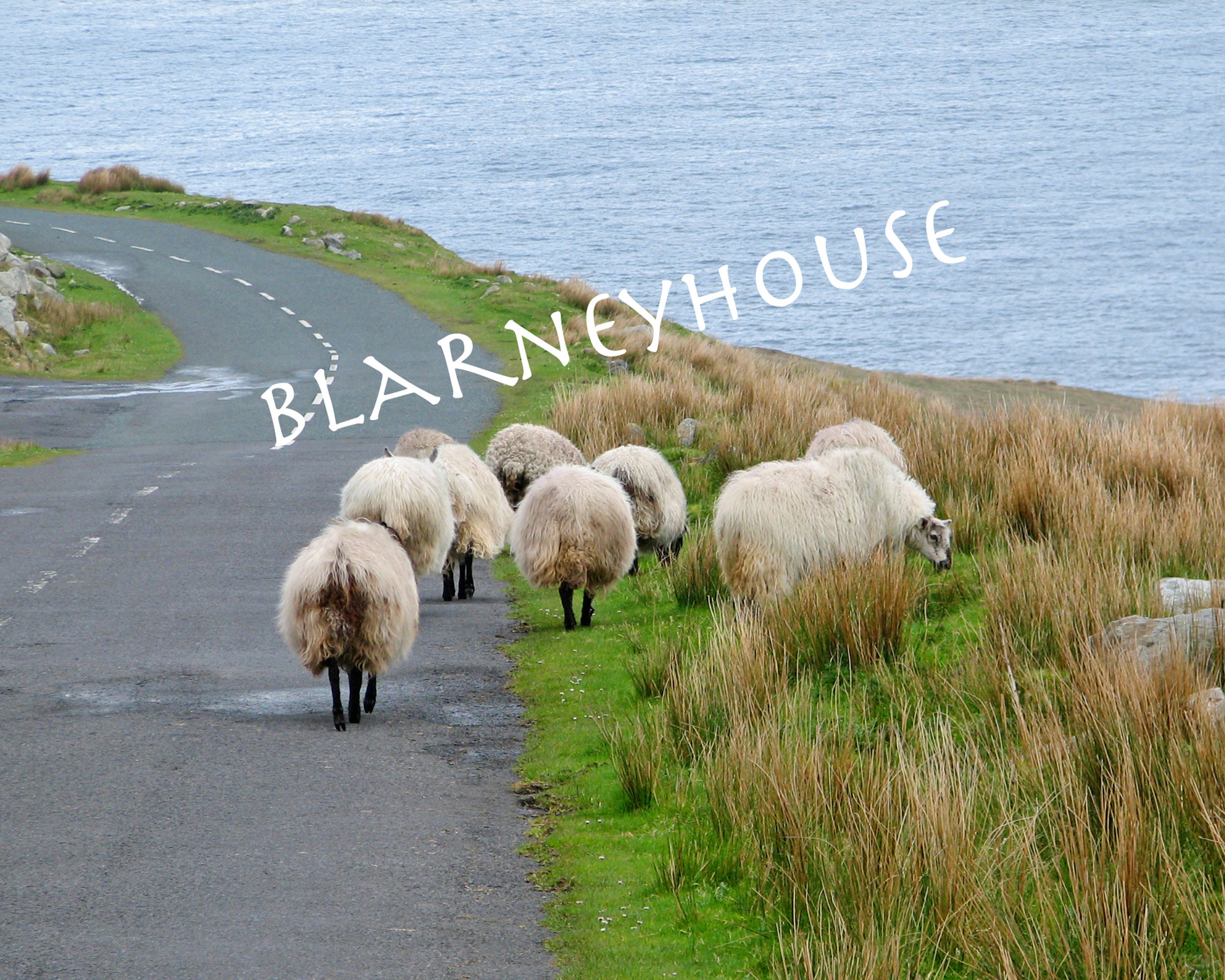 IRISH SHEEP on Road! Achill Island, Ireland! Irish Rush Hour! Eire ...