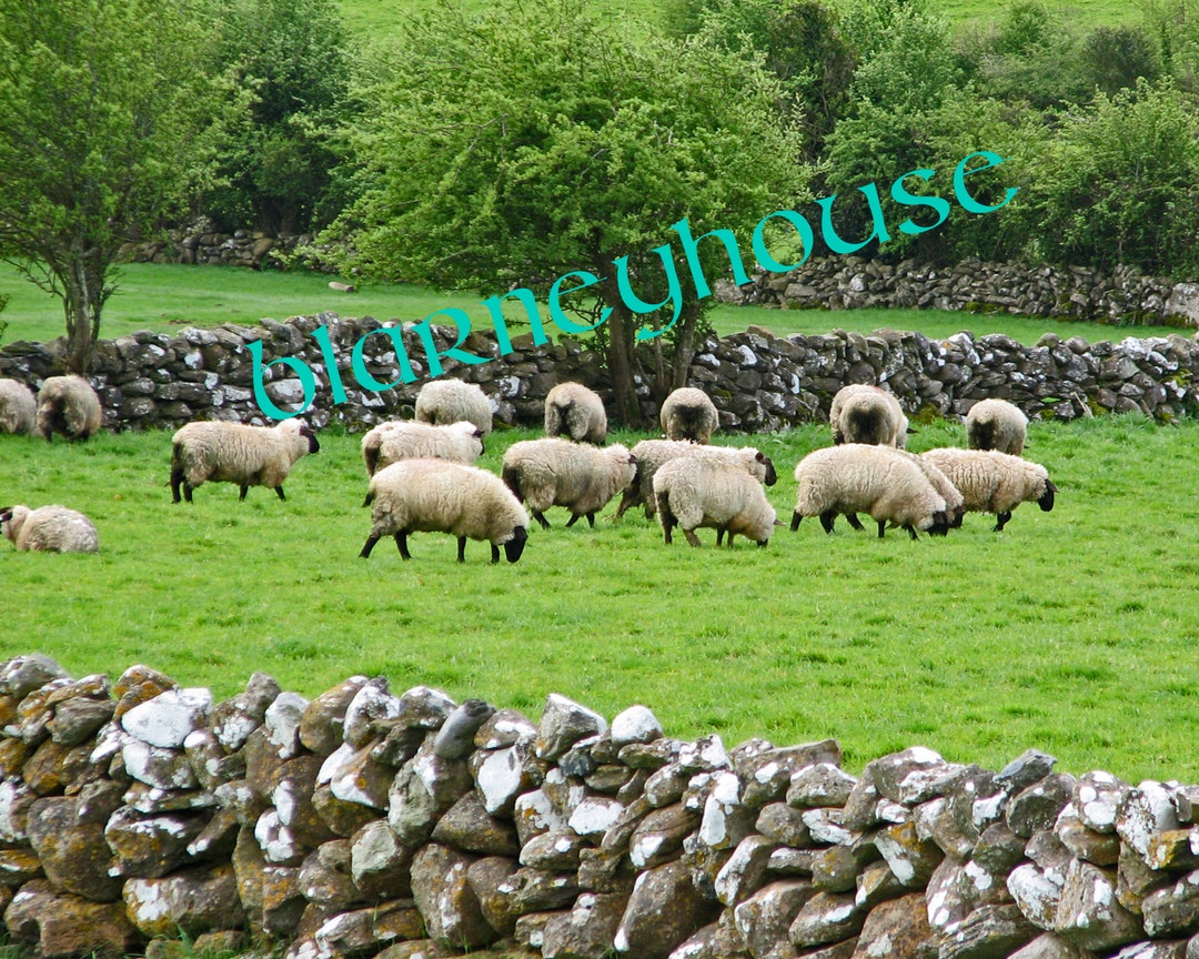 Irish Sheep Photo, Rock Wall Pasture, Ireland Landscape Print (8x10) - Etsy