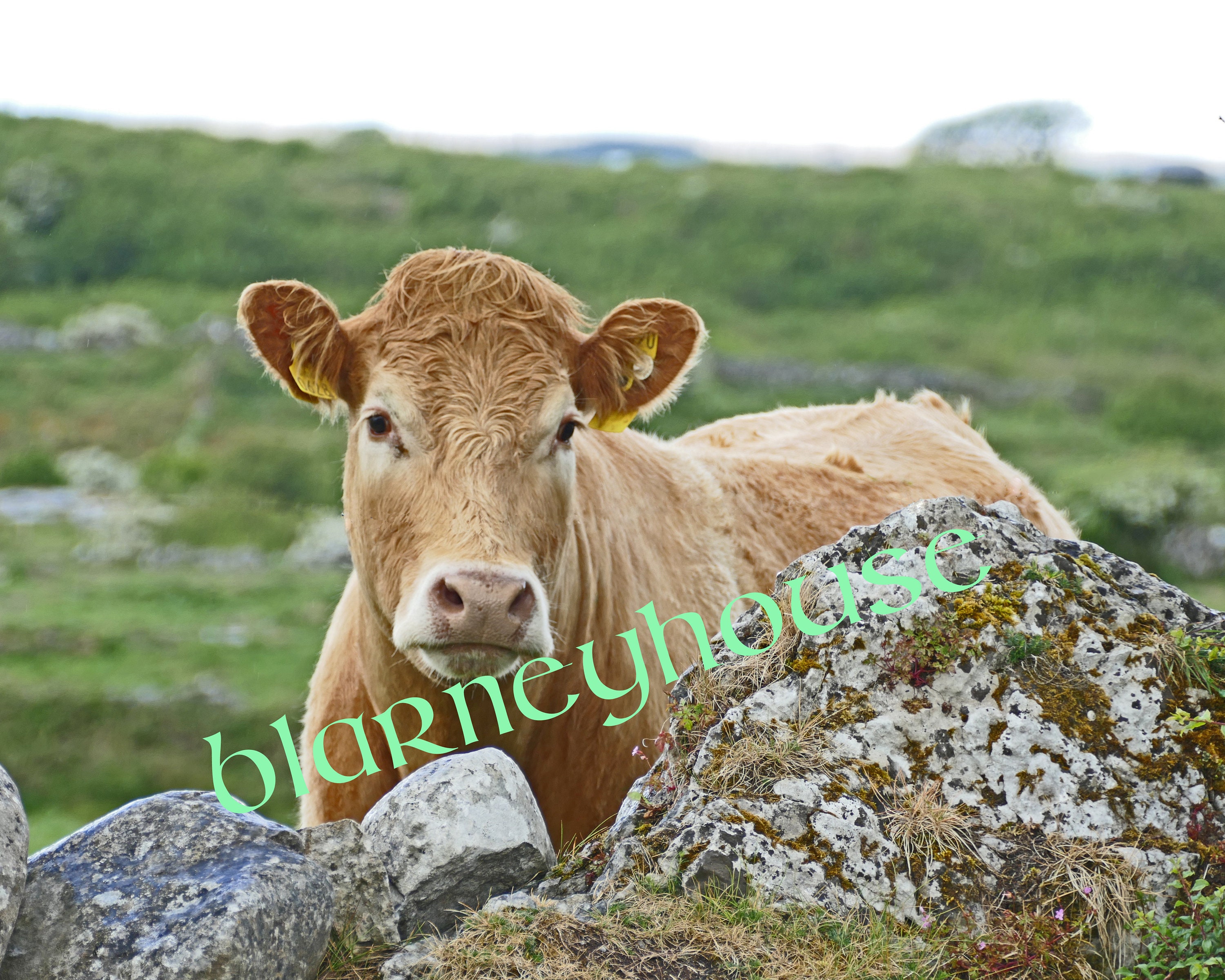 GINGER the IRISH COW 8 X 10 Color Photo of the Cutest Irish Cow Who ...