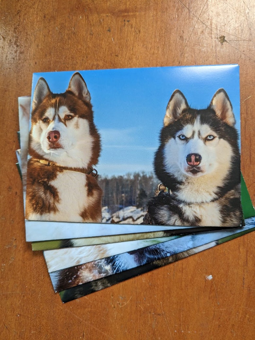NEW Six A-6 Siberian Huskies Photographs Envelopes & Notecards - Etsy